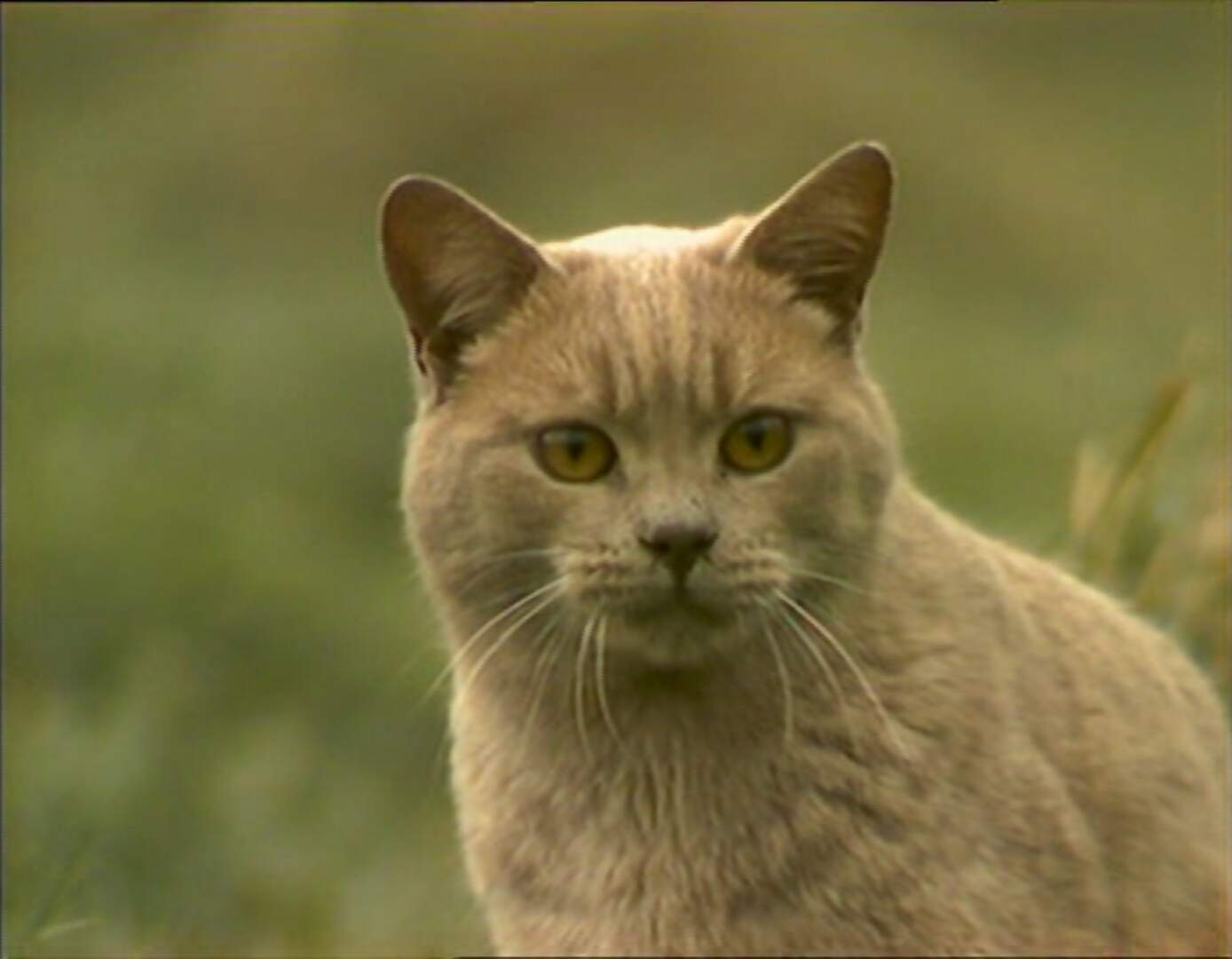 Tales Of The Unexpected | Ranking series one's nine episodes | Film Stories